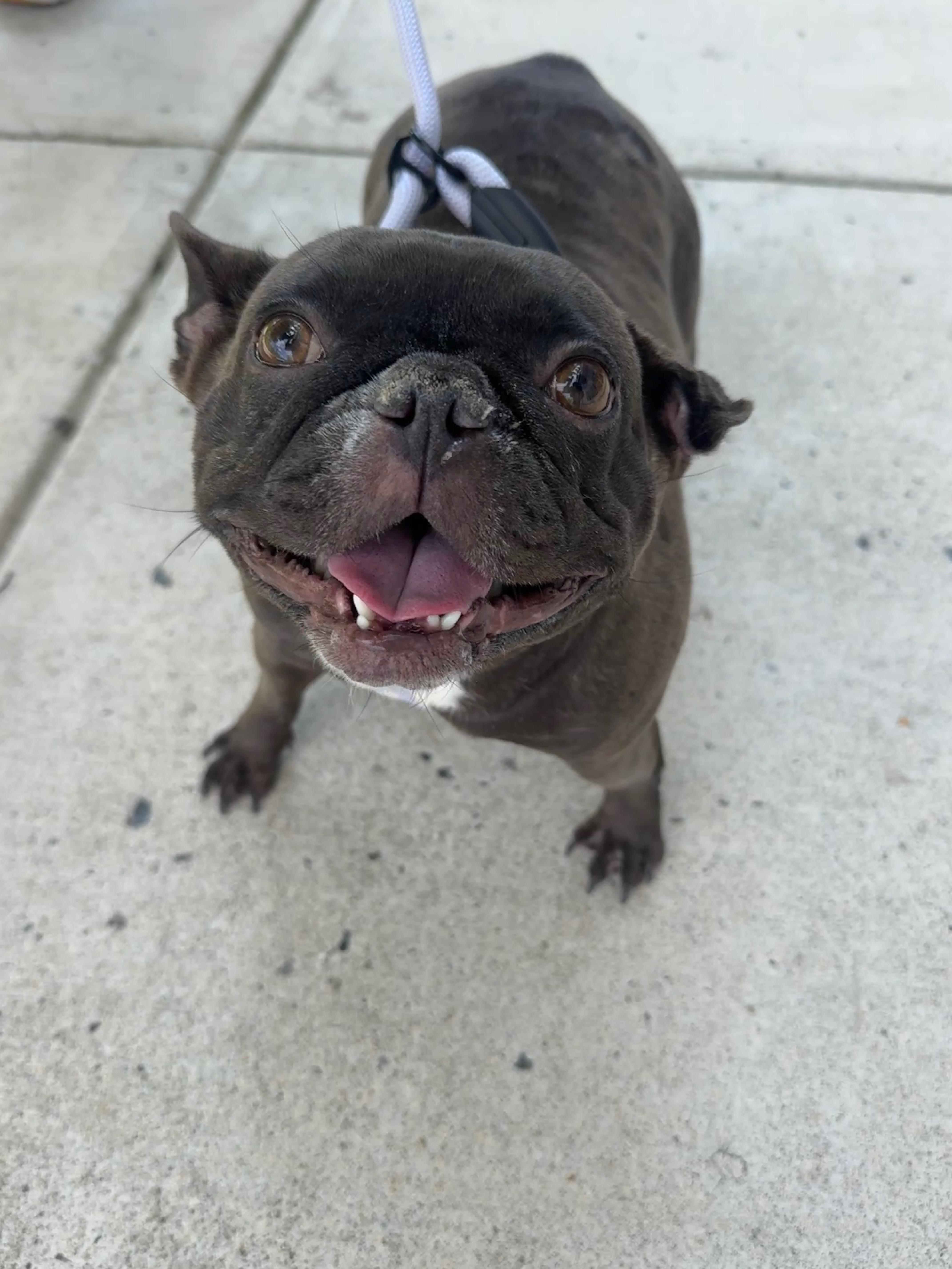 Bulldog Better | Medical Rehabilitation for Bulldogs